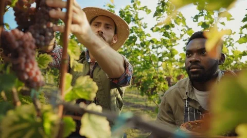 Fresh Grape Stock Videos – Royalty-Free HD & 4K Videos