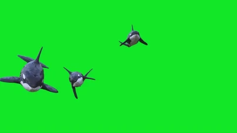 Group of Orca Killer Whale Swim Green Sc... | Stock Video | Pond5