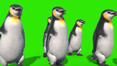Penguins Screen Stock Footage ~ Royalty Free Stock Videos | Pond5
