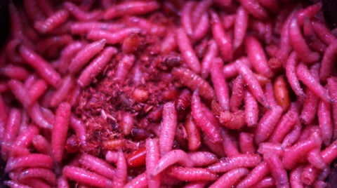 Acheta Stock Videos – Royalty-Free HD & 4K Videos | Pond5