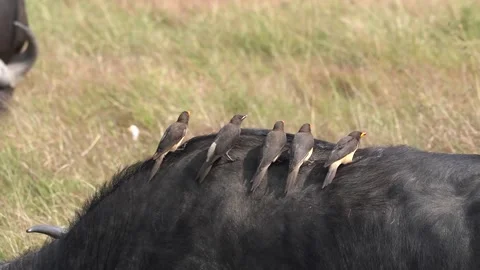 Billed Back Stock Videos – Royalty-Free HD & 4K Videos