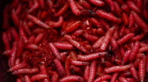 Maggot Bait Stock Videos – Royalty-Free HD & 4K Videos | Pond5