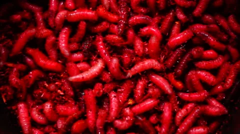 Acheta Domesticus Stock Video Footage | Royalty Free Acheta Domesticus ...