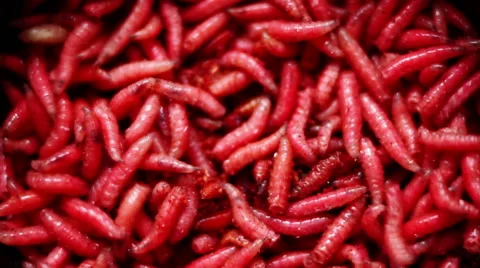 Maggot Bait Stock Videos – Royalty-Free HD & 4K Videos | Pond5