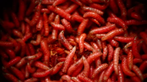 Maggot Bait Stock Videos – Royalty-Free HD & 4K Videos | Pond5