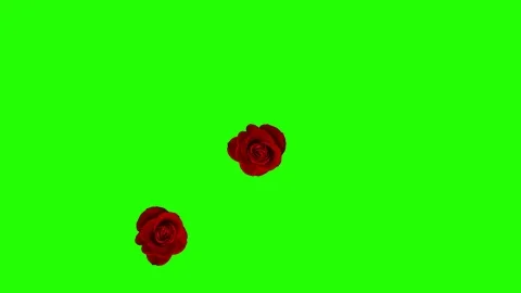 Group of red roses spinning and moving o... | Stock Video | Pond5