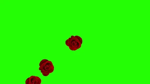 Group of red roses spinning and moving o... | Stock Video | Pond5