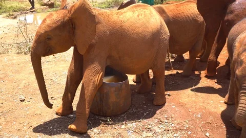 Elephants Group Stock Videos – Royalty-Free HD & 4K Videos | Pond5