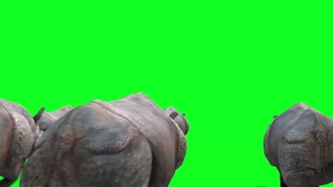 Group of Rhinos Runs Back Green Screen 3... | Stock Video | Pond5