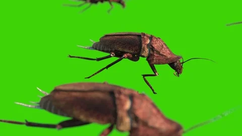 Group of Roaches Walks Green Screen Side... | Stock Video | Pond5