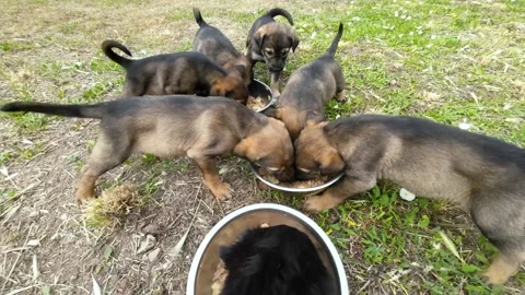 A group of seven homeless, multi-colored... | Stock Video | Pond5