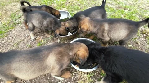 A group of seven homeless, multi-colored... | Stock Video | Pond5