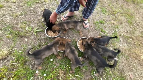 A group of seven homeless, multi-colored... | Stock Video | Pond5