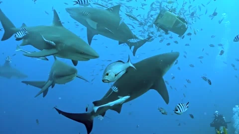 Sharks In Suits Stock Videos – Royalty-Free HD & 4K Videos