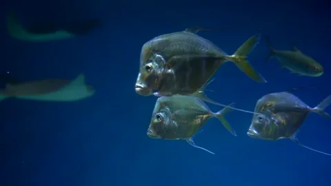 A group of shiny fish swims in an aquari... | Stock Video | Pond5