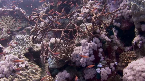 Group of small fish on underwater coral ... | Stock Video | Pond5