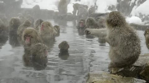 Group of snow monkeys relaxing in a natu... | Stock Video | Pond5