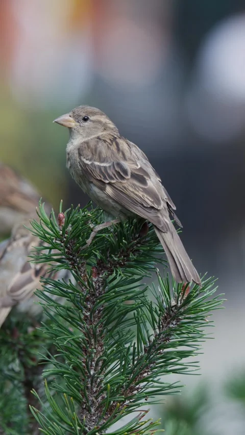 Group Of Sparrows Stock Videos – Royalty-Free HD & 4K Videos | Pond5