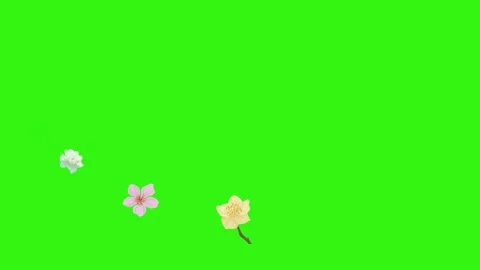 Group of spring flowers animation elemen... | Stock Video | Pond5
