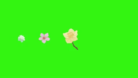Group of spring flowers animation elemen... | Stock Video | Pond5
