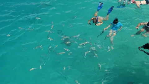 Frenly Watch Stock Videos – Royalty-Free HD & 4K Videos | Pond5