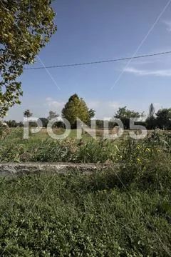 Group of trees and a path seen from afar on a sunny day in the italian ...