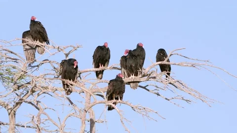 Group Of Vultures Stock Videos – Royalty-Free HD & 4K Videos | Pond5