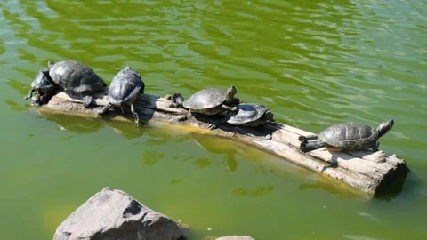 A group of turtles sunbathing in the sun... | Stock Video | Pond5