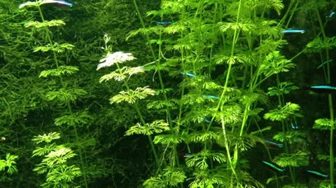 Sea Monk Stock Videos – Royalty-Free HD & 4K Videos