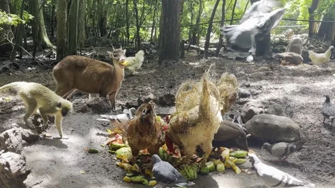 Group of various animals eating at the B... | Stock Video | Pond5