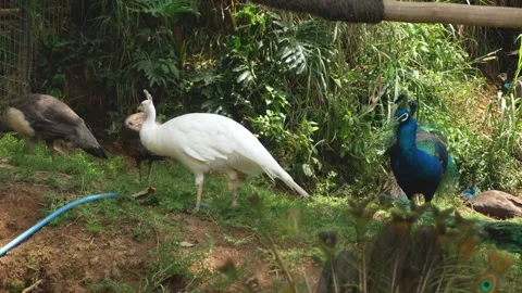 Group Of Various Peacocks At Zoo | Stock Video | Pond5