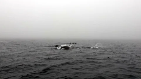 Group of walruses are floating in water ... | Stock Video | Pond5