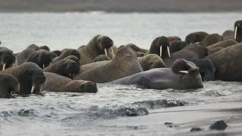 Group of walruses are floating in water ... | Stock Video | Pond5