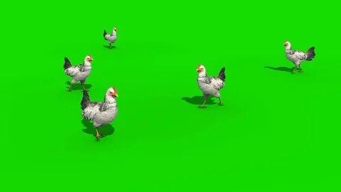 Group of White Chicken Walk Green Screen... | Stock Video | Pond5