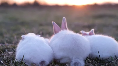A group of white fluffy rabbits sit in t... | Stock Video | Pond5