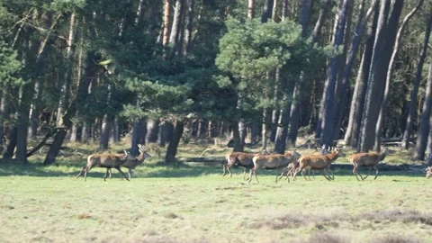 Group Of Wild Deer Running In The Forest... | Stock Video | Pond5