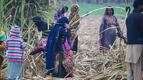 Women In Sindh Stock Videos – Royalty-Free HD & 4K Videos