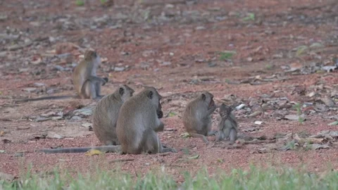 Group of young Macaques monkeys eating o... | Stock Video | Pond5