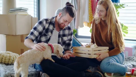 Female Dog Mating Stock Videos – Royalty-Free HD & 4K Videos