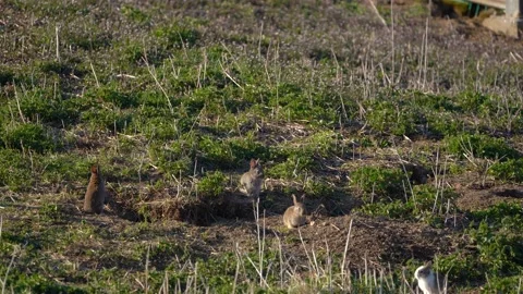 A group of young wild rabbits frolic in ... | Stock Video | Pond5
