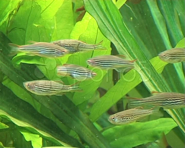 Zebra Danio School