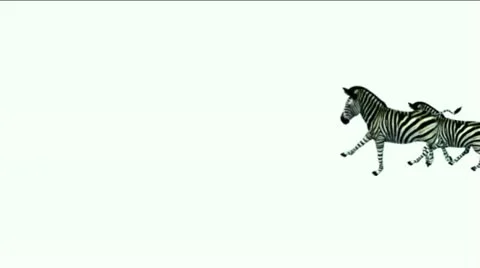 Zebra Running Stock Footage ~ Royalty Free Stock Videos | Pond5