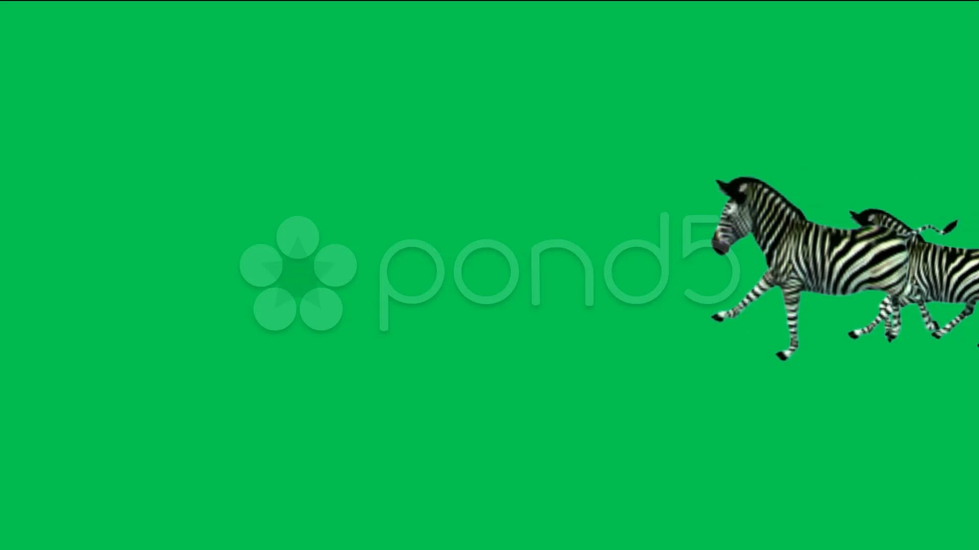 Zebras Running Wallpaper