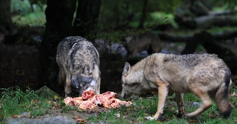 A groupe of grey wolf eating in the fore... | Stock Video | Pond5