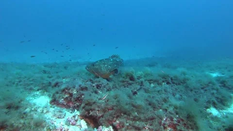 Grouper fish swimming in deep water | Stock Video | Pond5