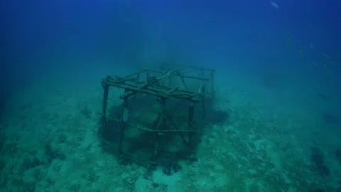 Trapped A Fish Stock Videos – Royalty-Free HD & 4K Videos | Pond5