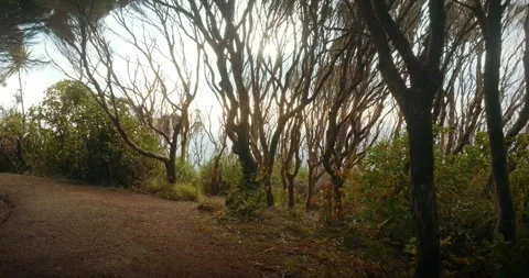 Grove of native Manuka trees at sunset i... | Stock Video | Pond5