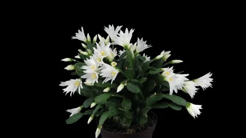 Growing and rotating white Easter cactus... | Stock Video | Pond5