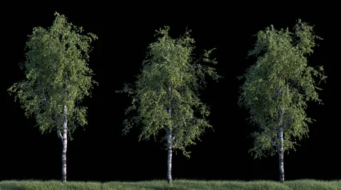 Growing birch trees on black background | Stock Video | Pond5