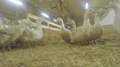 Growing ducks at poultry farm | Stock Video | Pond5
